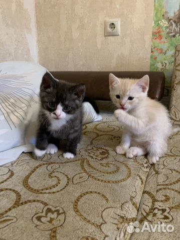 Котята