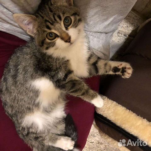 Котята в добрые руки бесплатно