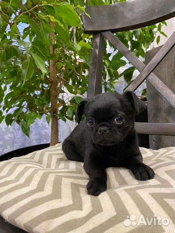 Пти-брабансон и бельгийские гриффоны