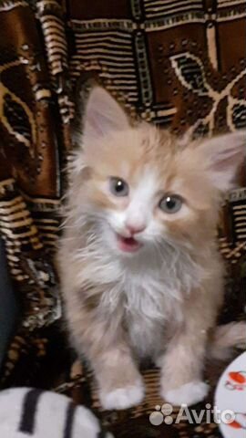 Котенок рыжий пушистый мальчик 2 мес