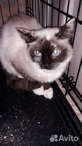 Сиамская кошечка ищет дом