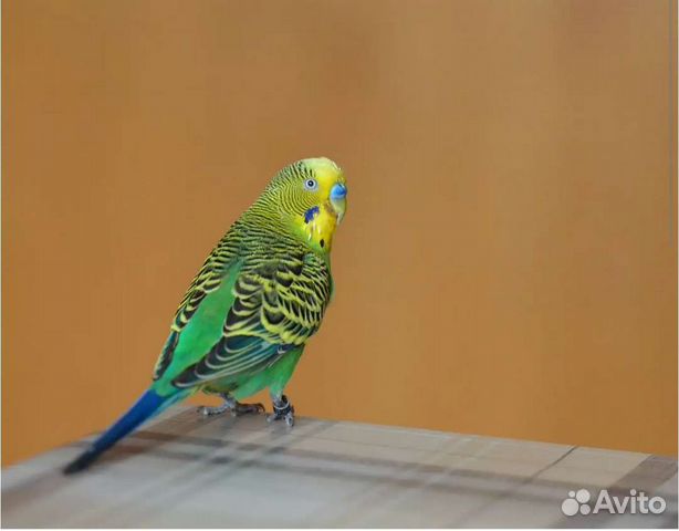 Прекрасный одинокий кавалер