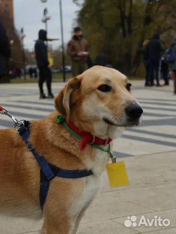 Самый добрый, самый игривый и ласковый пес ищет до