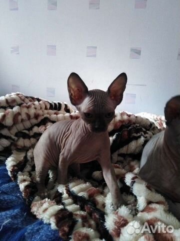 Канадский сфинкс котенок