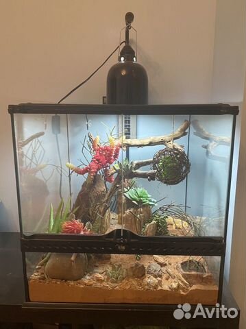 Террариум с гекконом