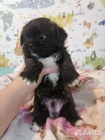 Ши-тцу мини