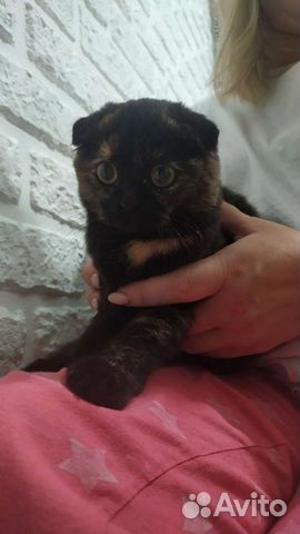 Шотландская вислоухая