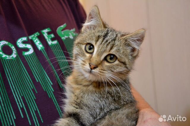 Котенок Мальчуган в добрые руки