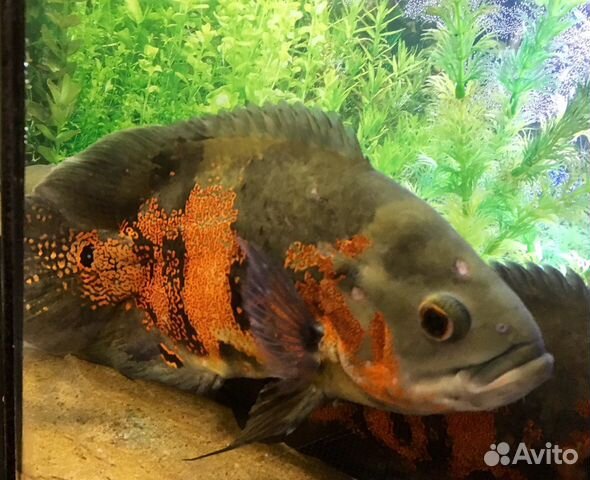 Астронотус большой