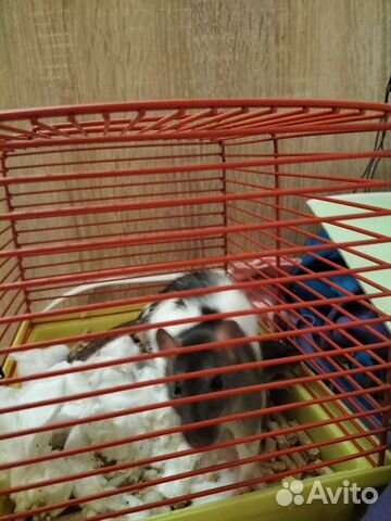 Домашняя крыса