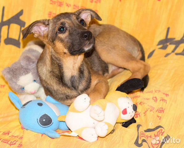 Лакки очень нужен дом