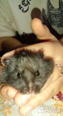 Сирийский хомяк бесплатно