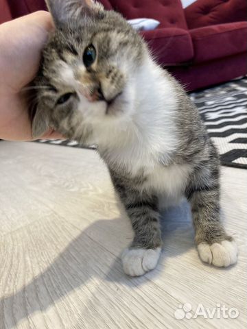 Котенок в добрые руки бесплатно