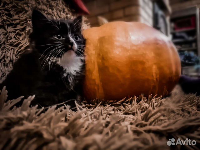 Котята чёрные фурии