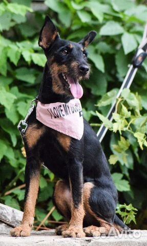 Белла ищет дом