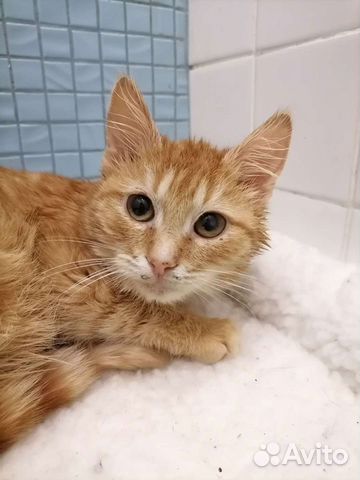 SOS. У котенка Хрустика улица в воскресенье