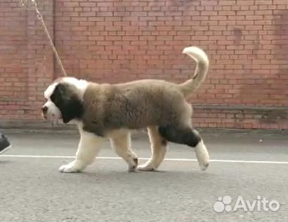 Малыш сенбернар