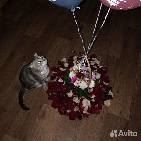 Кот