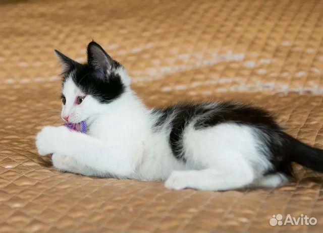 Котенок Стич в дар