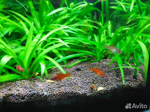 Меченосцы рыбки