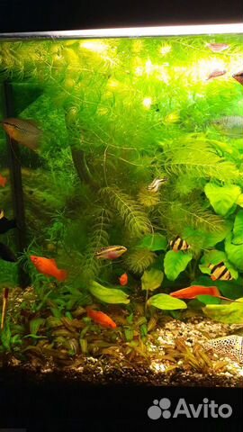 Аквариумное растение