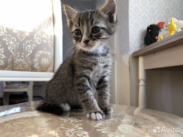Котёнок