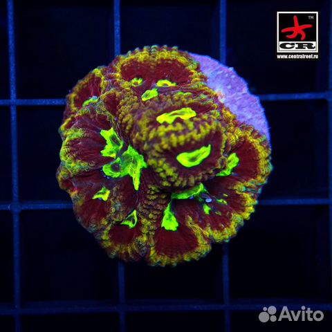 Favia Favites Coral Кораллы Фавия Фавитес
