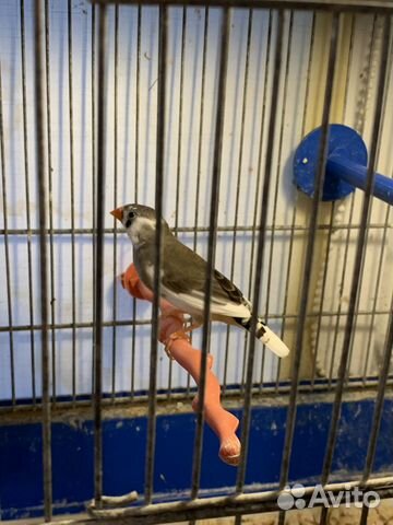 Японские амадины