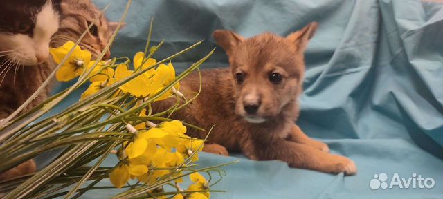 Щенок малыш ищет маму