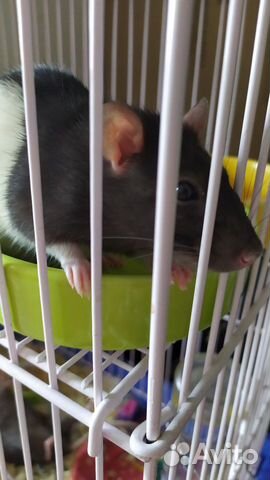 Крыса (цветная)