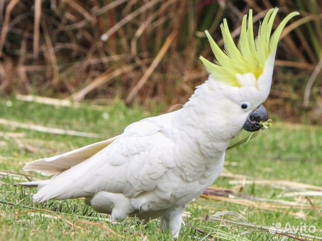 Какаду Соломонский