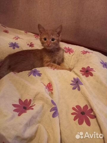 Котята в дар