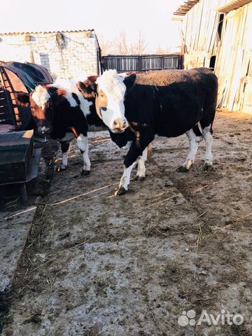 Продаются телки
