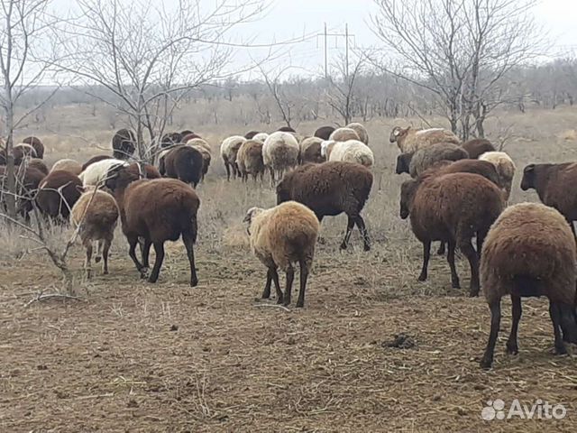 Скотные овцы