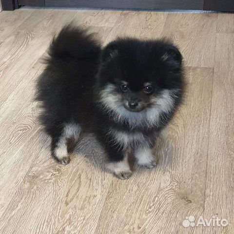 Померанский шпиц девочка