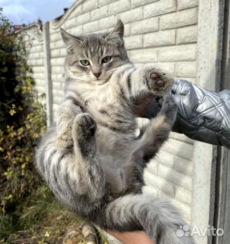 Чудо - мальчик