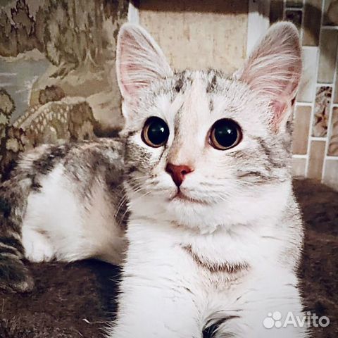 Котенок Яся в добрые руки