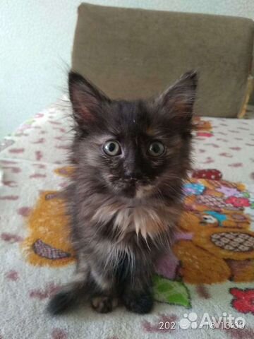 Трехцветная пушистая сибирская красавица 1,5 мес