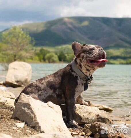 Французский бульдог "Merle" вязка