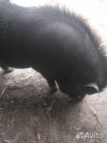 Вьетнамский вислобрюхий хряк