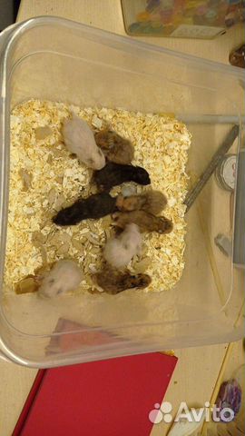 Серийские хомяки