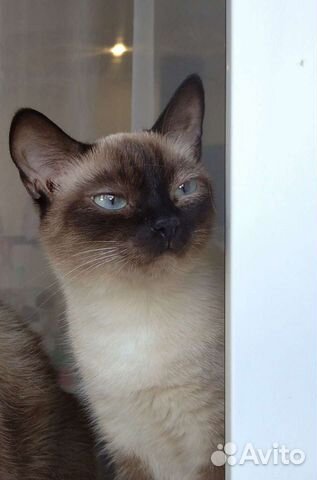 Кошка бесплатно