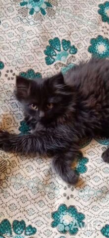 Котенок пушистый черный
