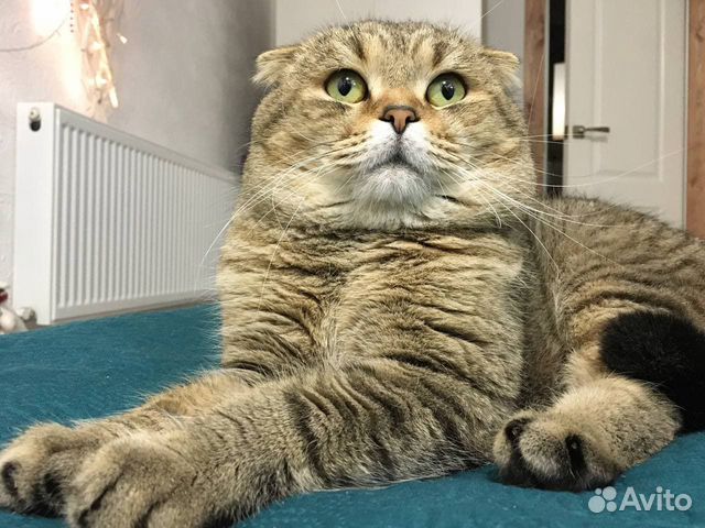 Шотланский вислоухий кот ищет прямоухую кошку