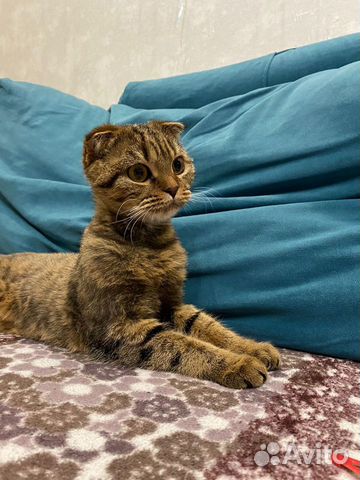 Шотландская кошка вислоухая