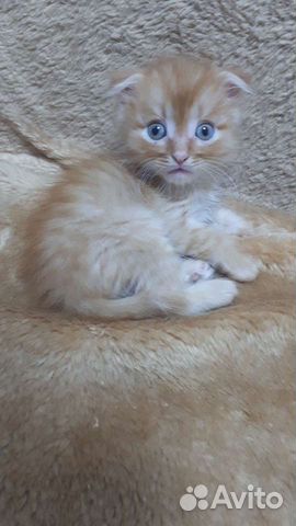 Котенок шотланкий вислоухий