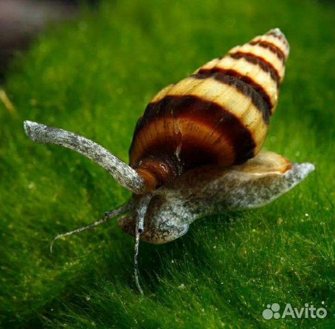 Улитка Хилена и креветка Вишня