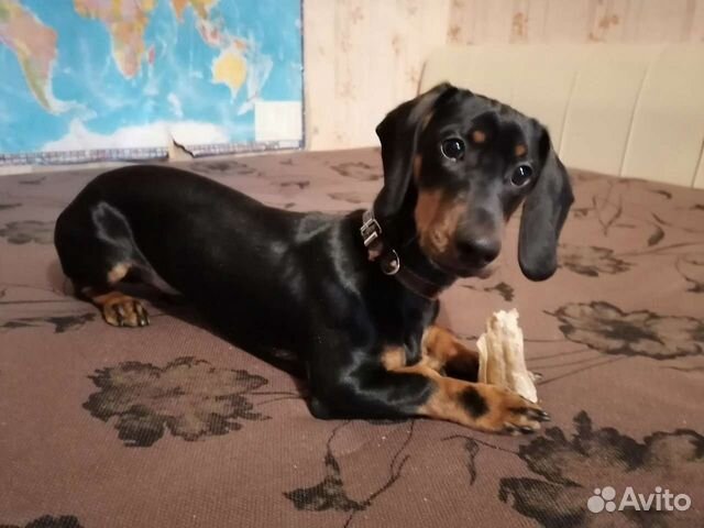 Барри 6 мес. Фенотип Таксы. Ищет дом