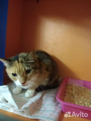 Царица Клеопатра