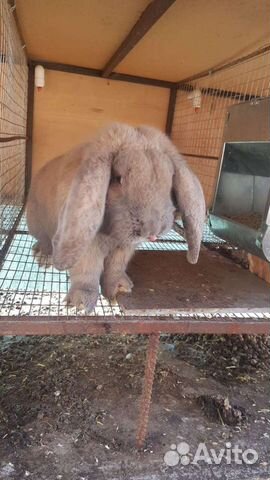 Кролики на племя и мясо